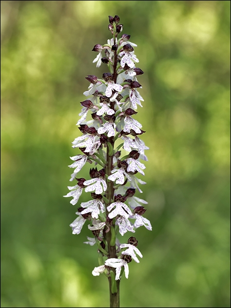 RPSNature - Public Home Page