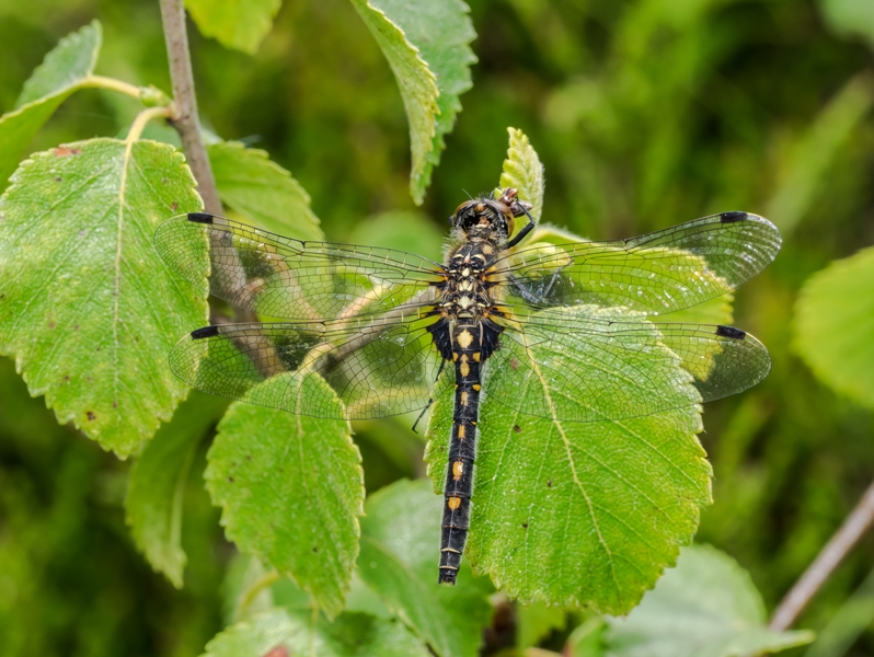 RPSNature - Public Home Page