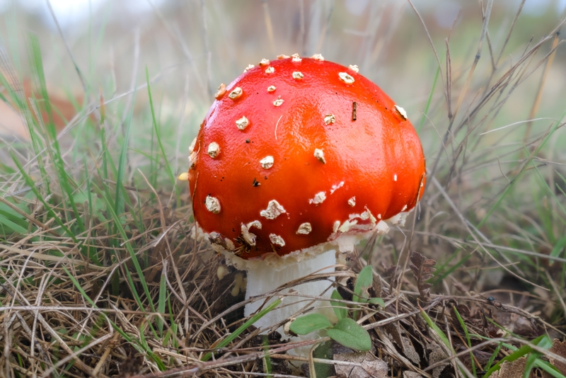 RPSNature - Public Home Page