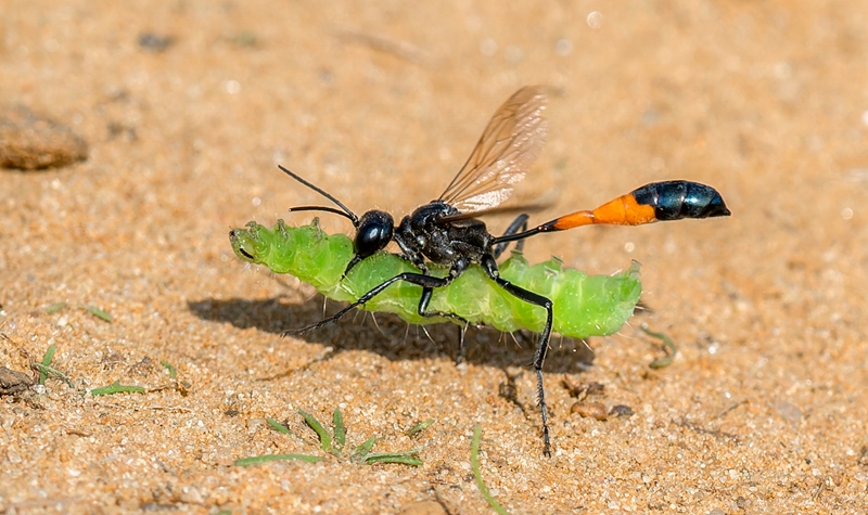 RPSNature - Public Home Page