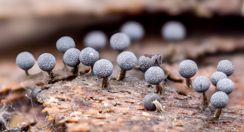 RPSNature - Public Home Page