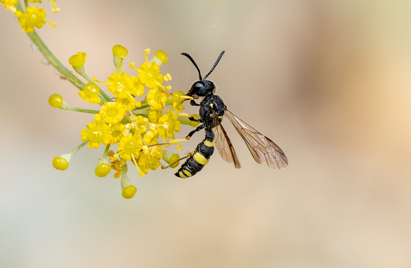 RPSNature - Public Home Page